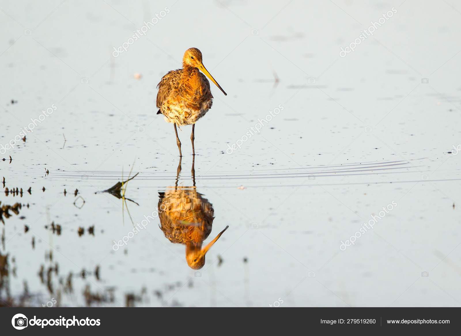 Black Tailed Godwit Foraging Food Lake Reflection — Stock Photo ...