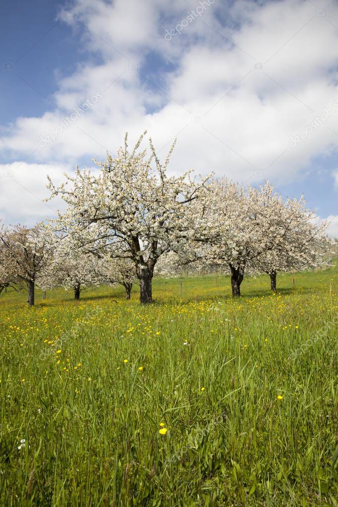 vista panor mica de rboles frutales en flor, Regi n del Lago de ...