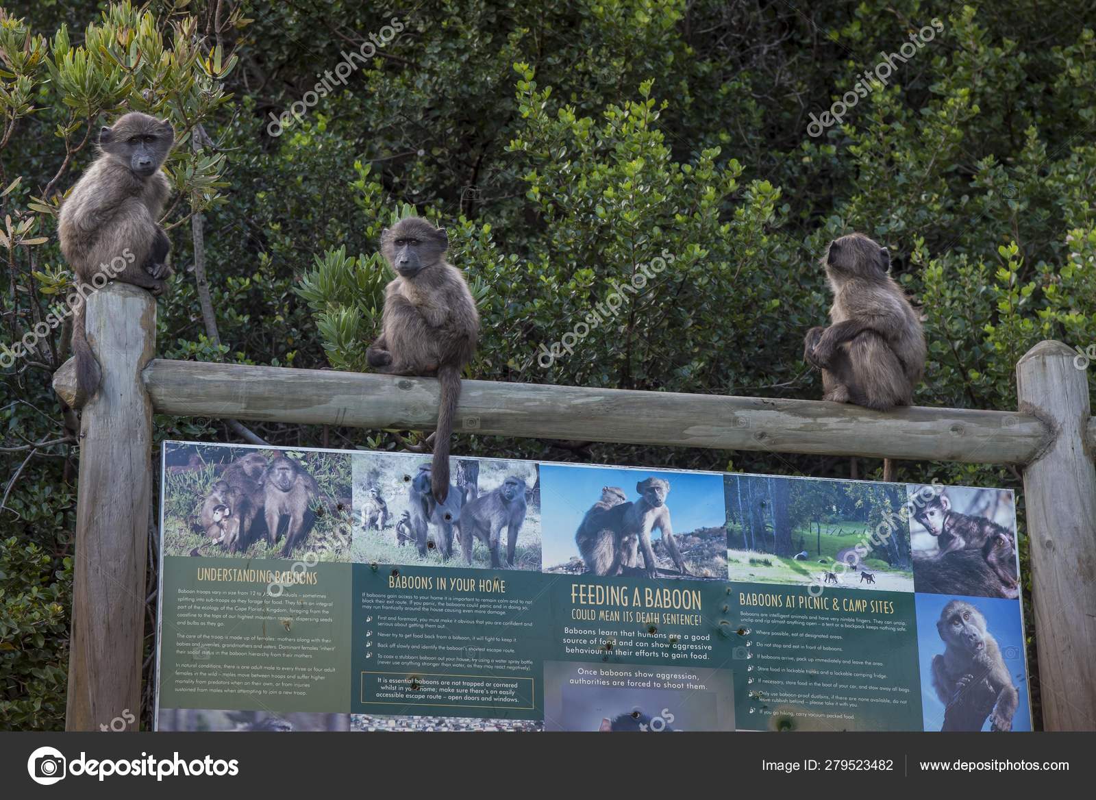 Young Chacma Baboons Information Sign Proper Behaviour Clarence Drive ...
