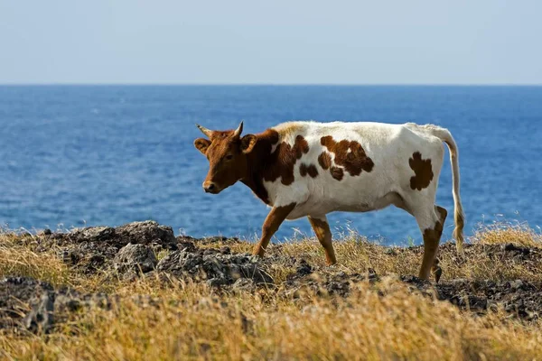 Vaca marina fotos de stock, imágenes de Vaca marina sin royalties ...