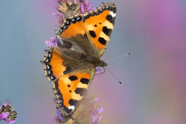 Pierid butterfly Stock Photos, Royalty Free Pierid butterfly Images ...