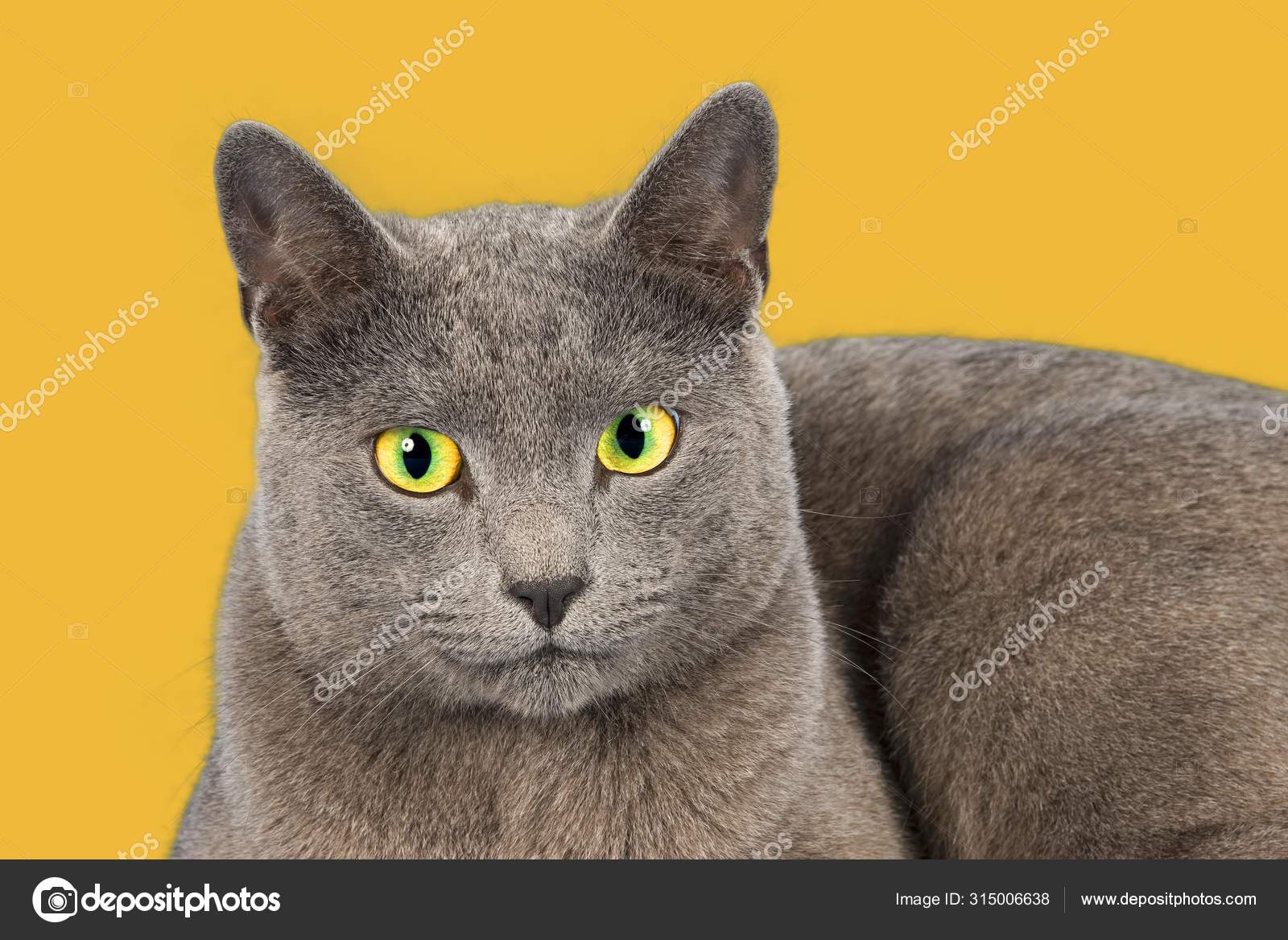 Russian Blue With Yellow Eyes