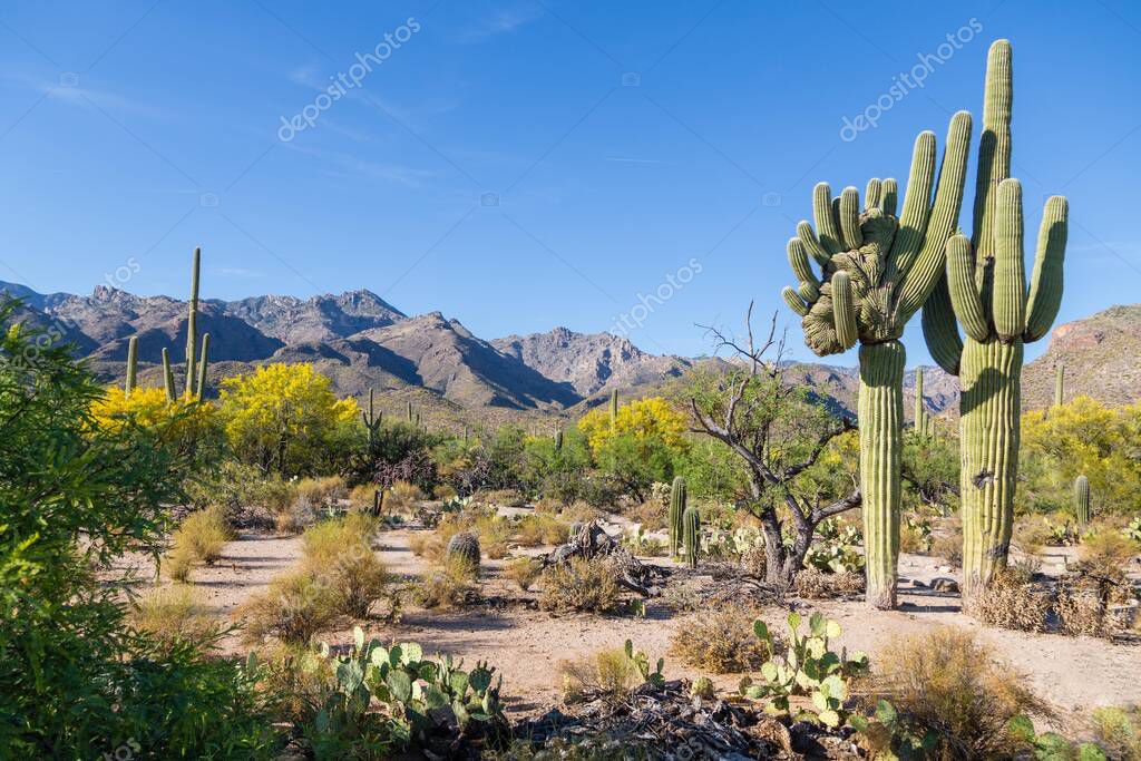 Paisaje de Cactus con cactus gigantes mutantes de Saguaro (Carnegiea ...