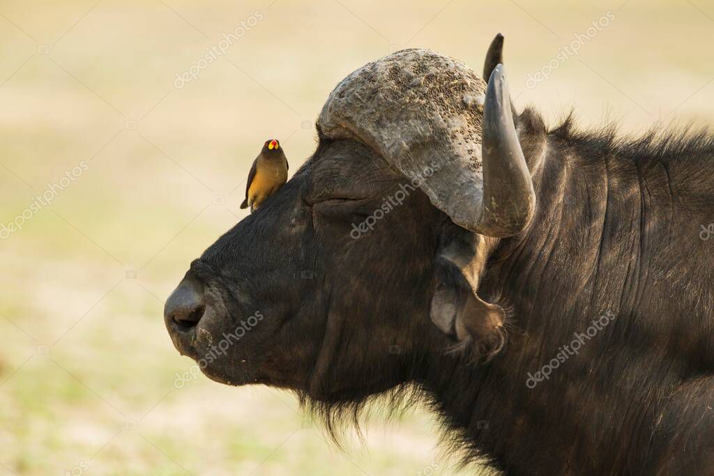 Cabo Búfalo (Syncerus caffer caffer), toro con Pájaro Oxígeno de pico ...