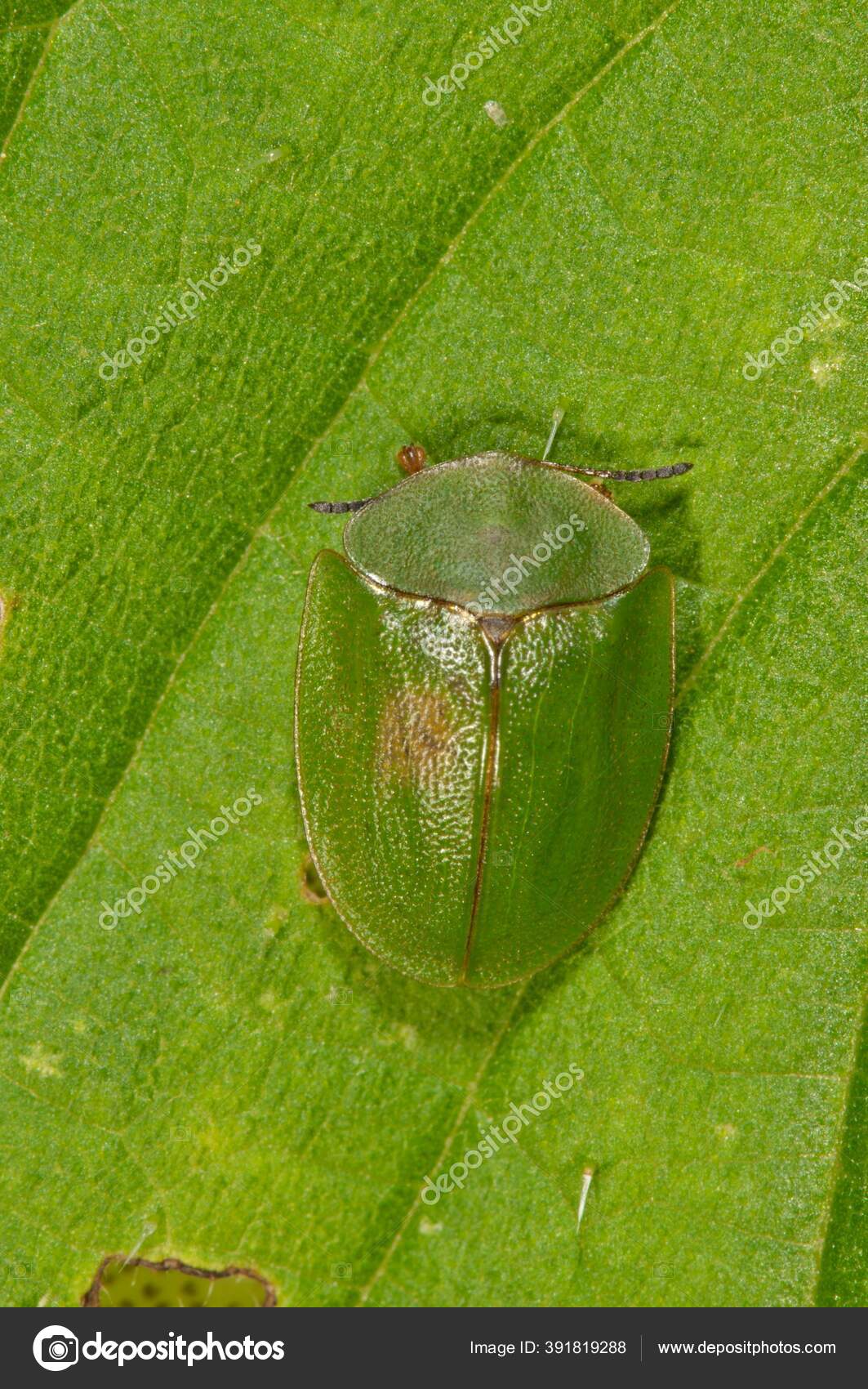 Green Tortoise Beetle Cassida Viridis Resting Baden Wrttemberg Germany ...