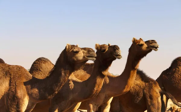 Bactrian camel pyramids Stock Photos, Royalty Free Bactrian camel ...