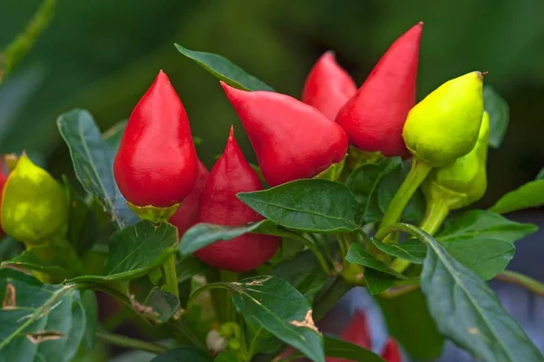 Capsicum sp Stock Photos, Royalty Free Capsicum sp Images | Depositphotos