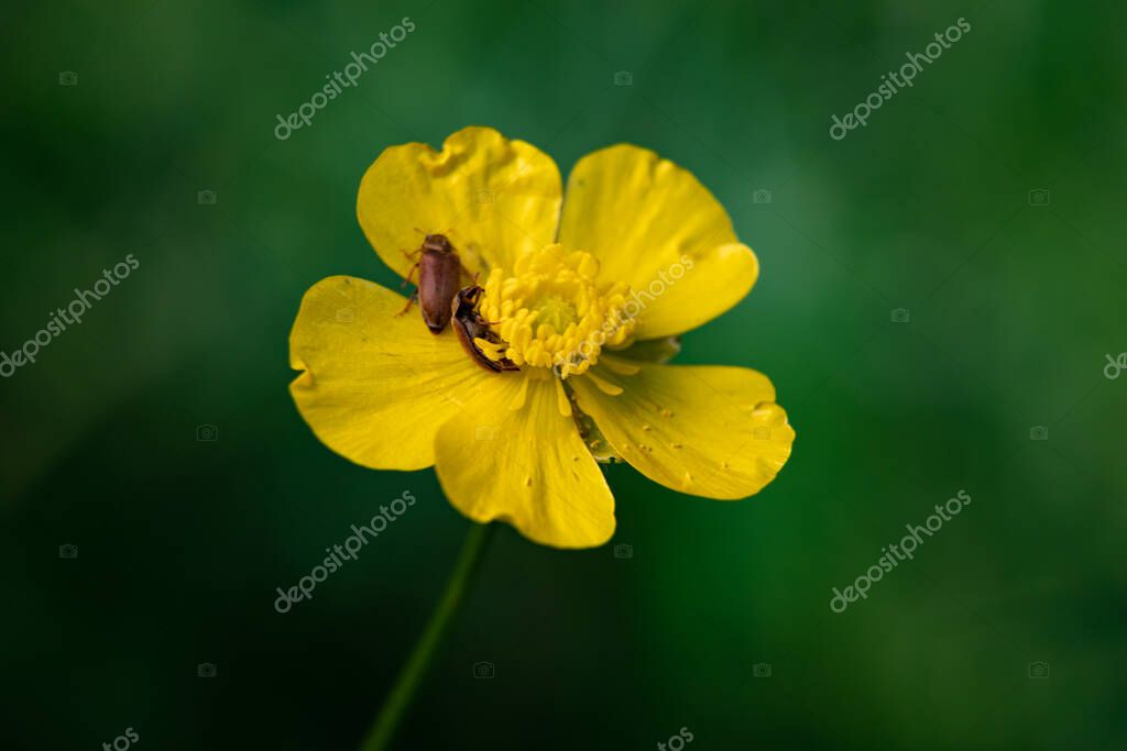 Buttercup (Ranunculus) - un género de plantas herbáceas anuales o ...