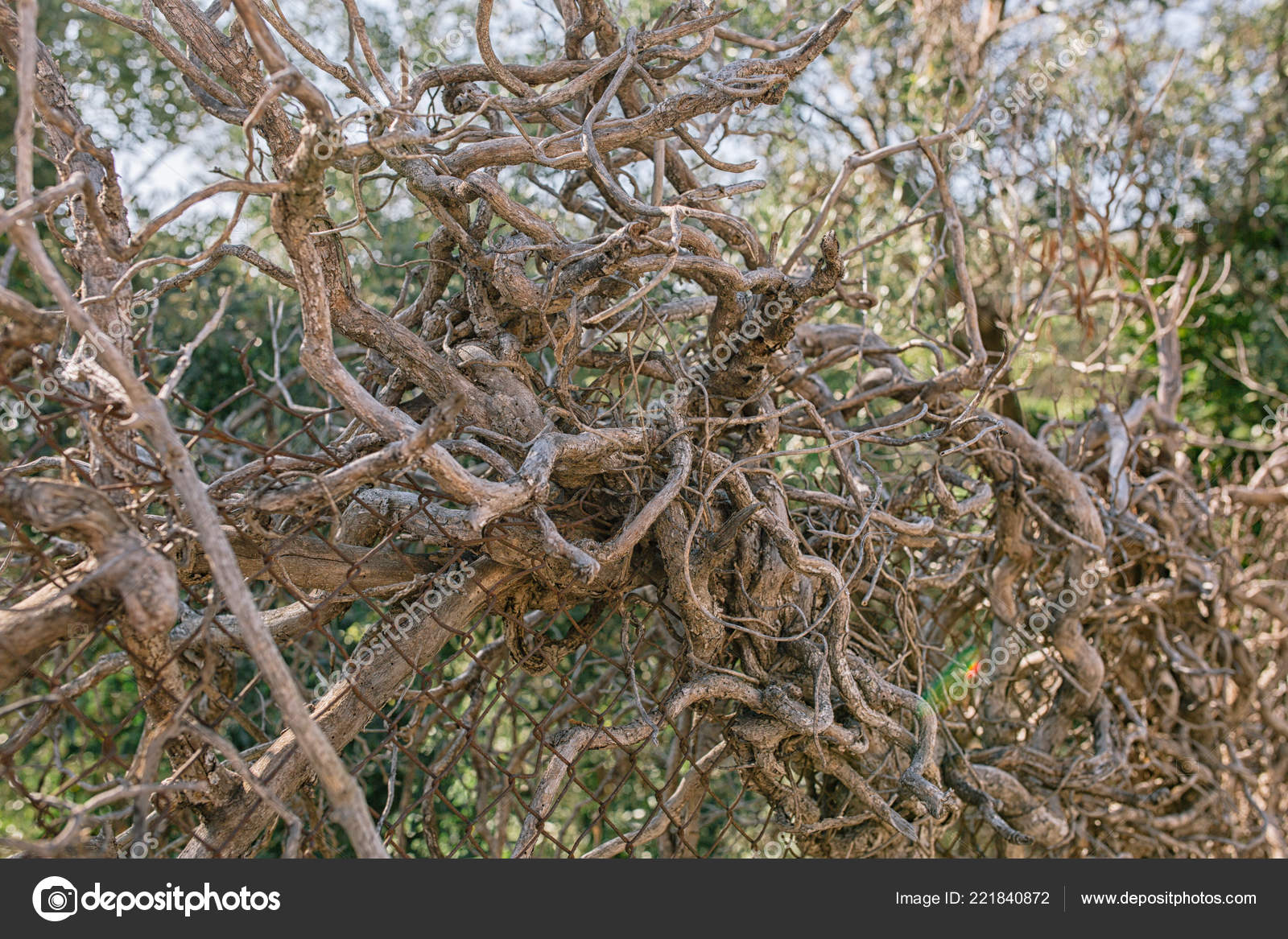 Dry vine tree in the fence in the south of France Stock Photo by ©info ...