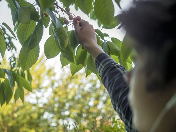 close up person's hand gathering berries from the tree - Stock Image ...