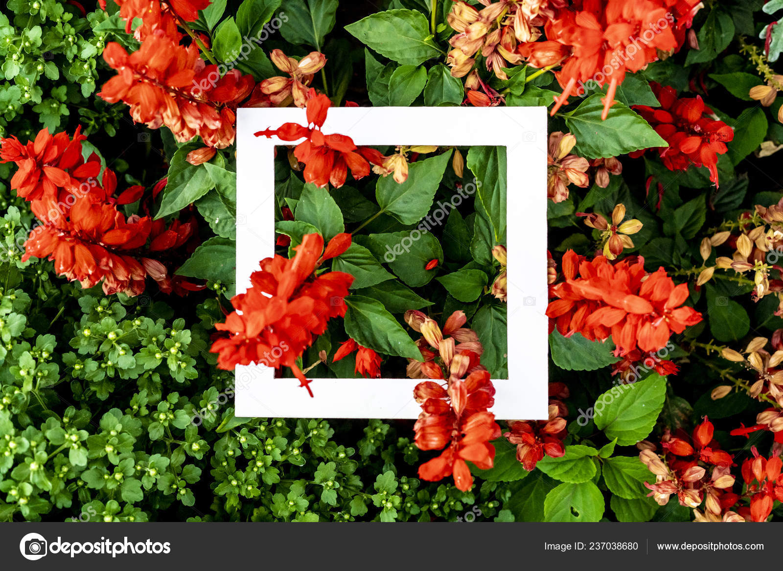 Flat lay color flowers plants with copy space white frame f Stock Photo ...