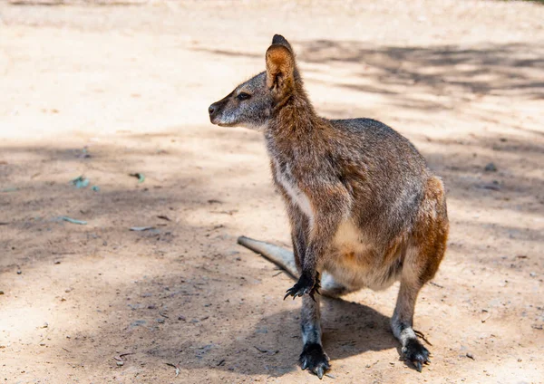 Australian native Stock Photos, Royalty Free Australian native Images ...