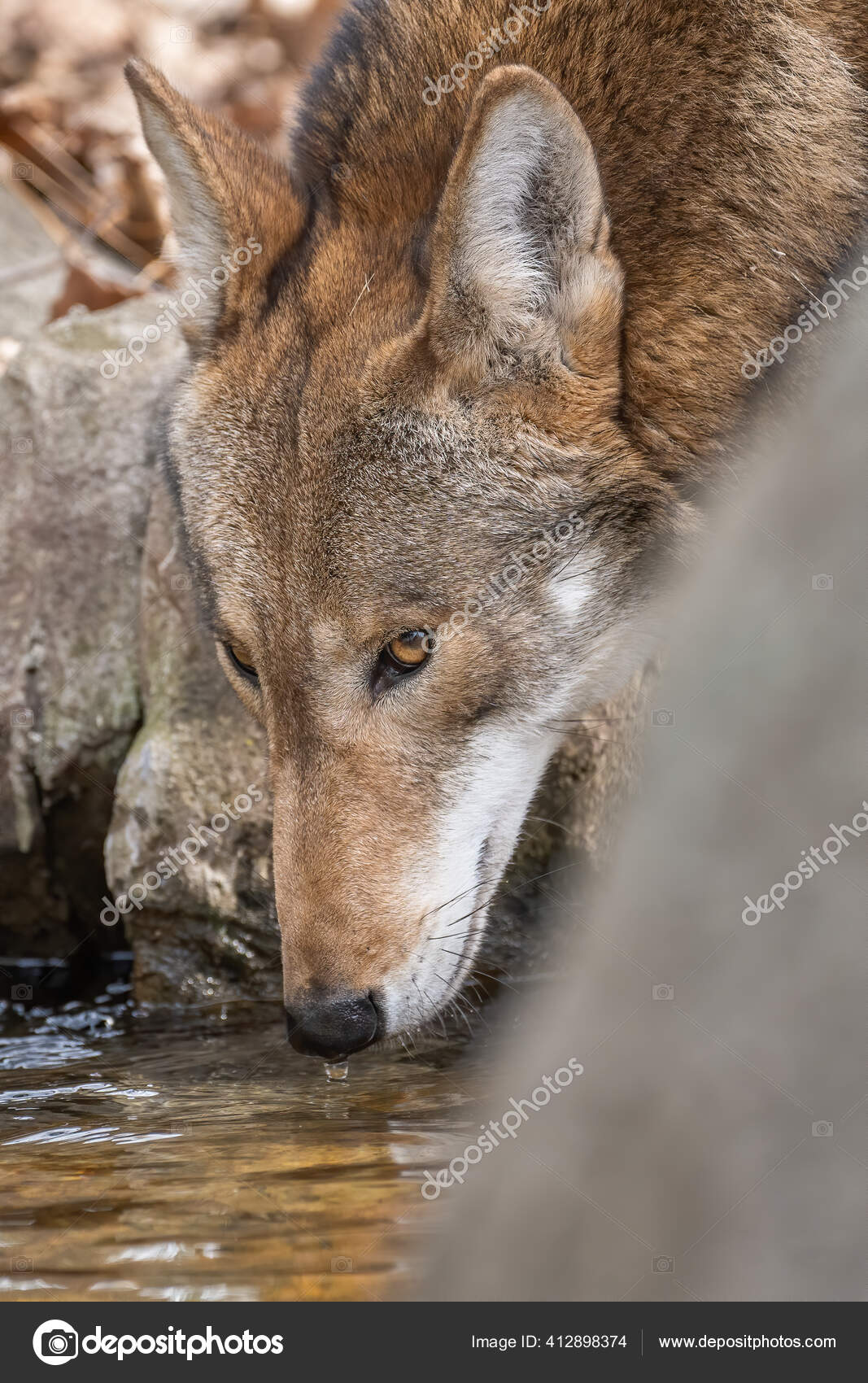 Red Wolf Growling