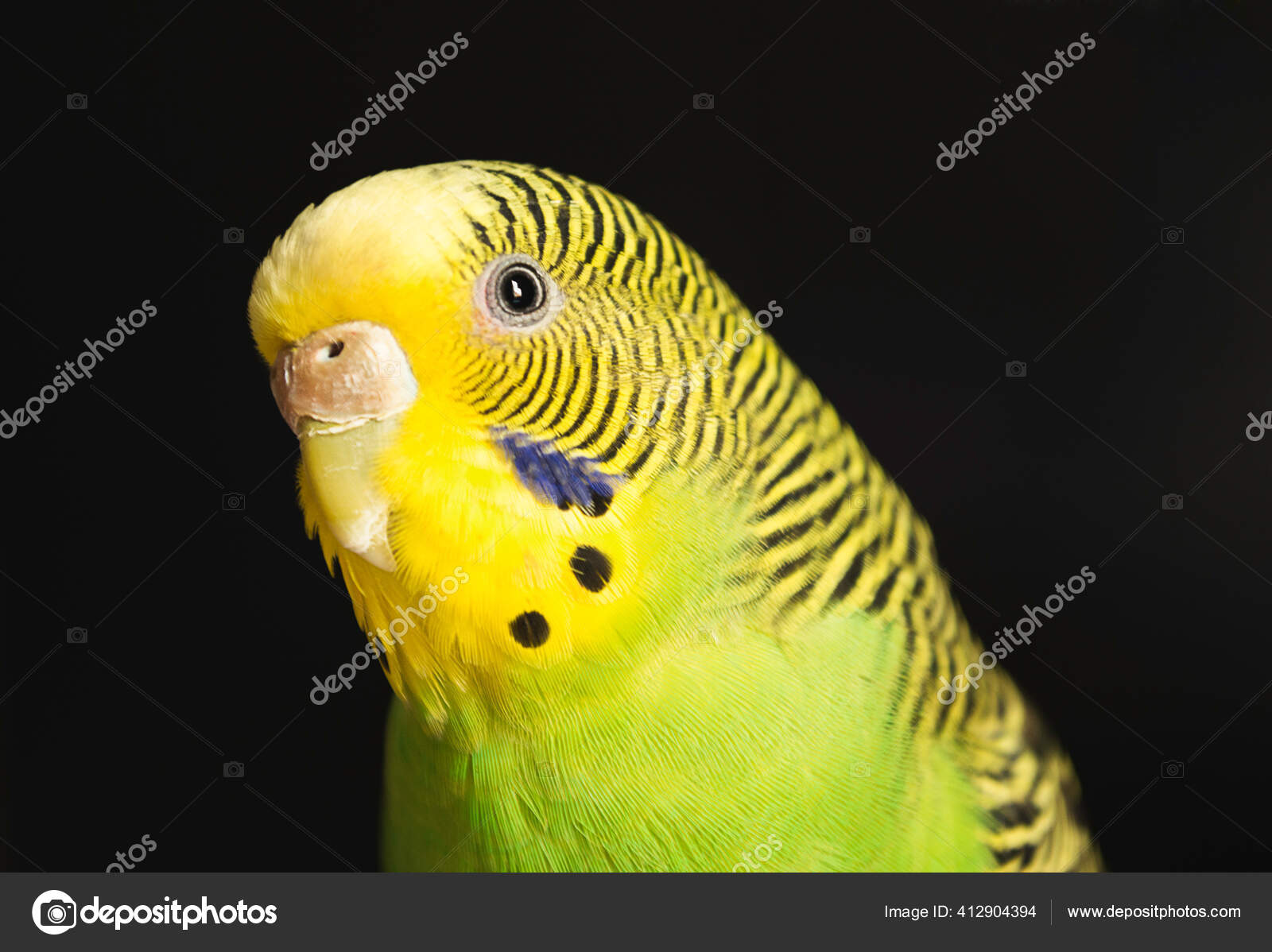 Cute Yellow Parakeets