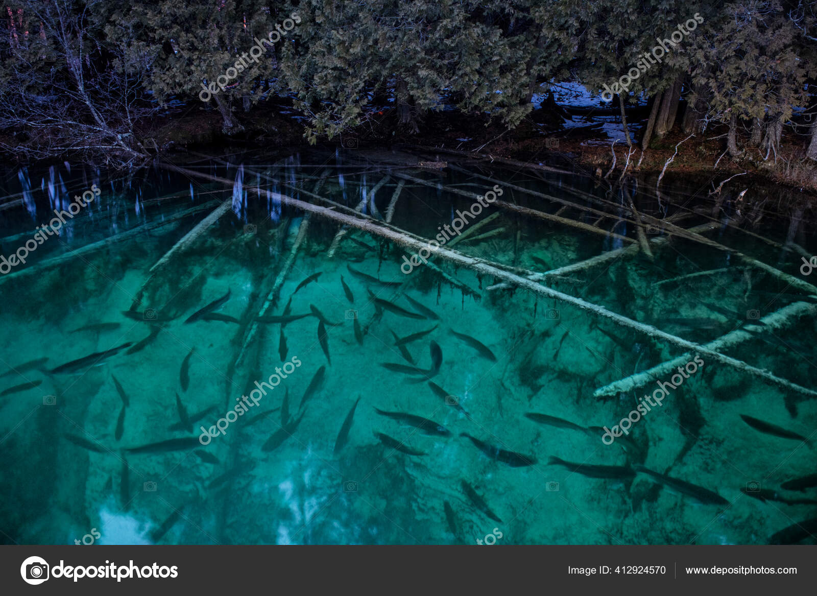 Big Fish Swim Crystal Clear Waters Underground Spring Stock Photo by ...