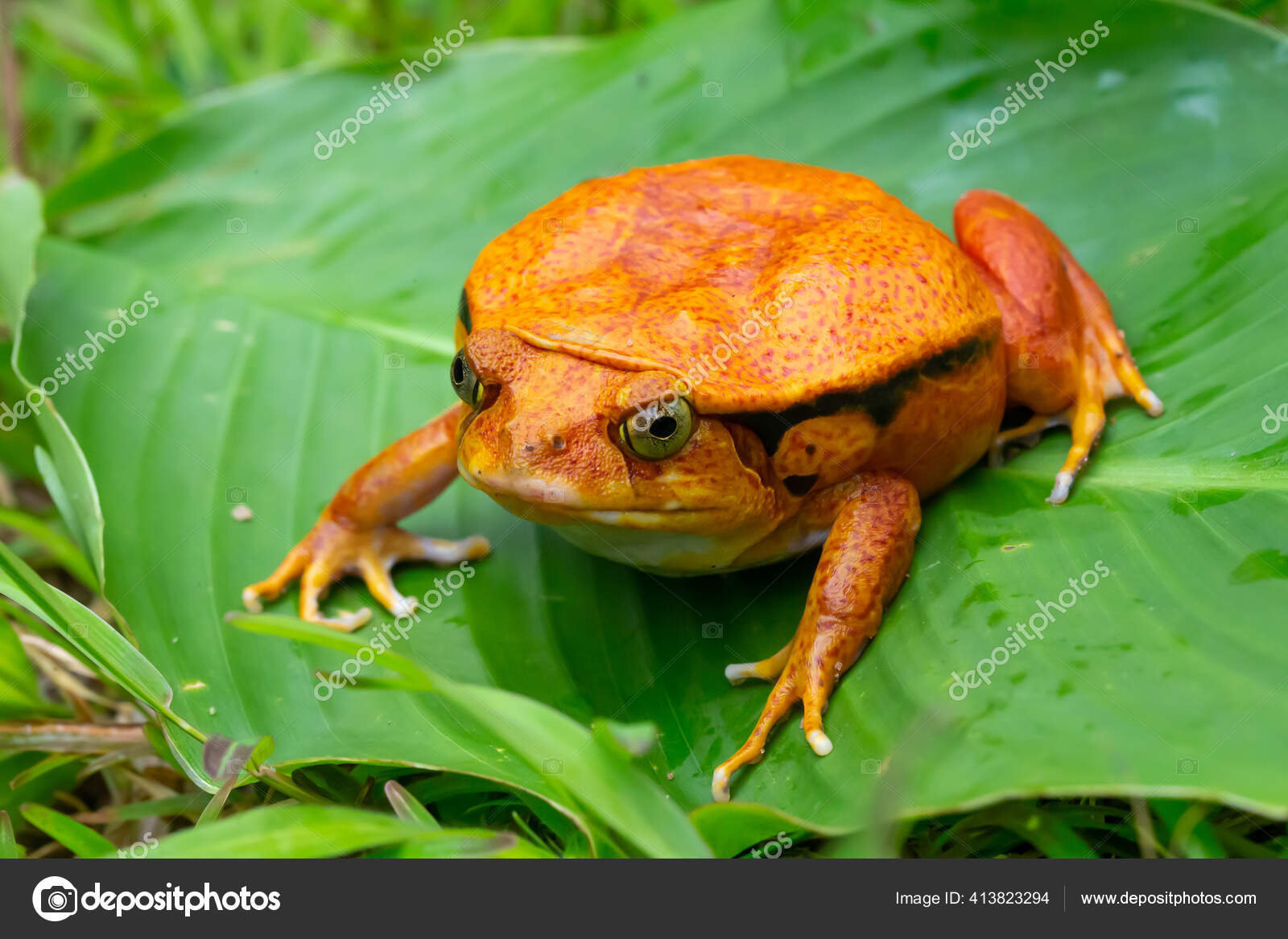 Yellow Orange Frog