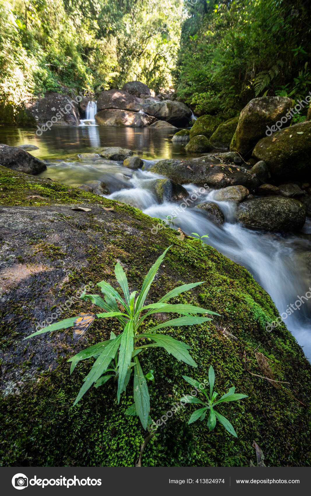 Beautiful View Rainforest River Green Plant Foreground Serrinha ...