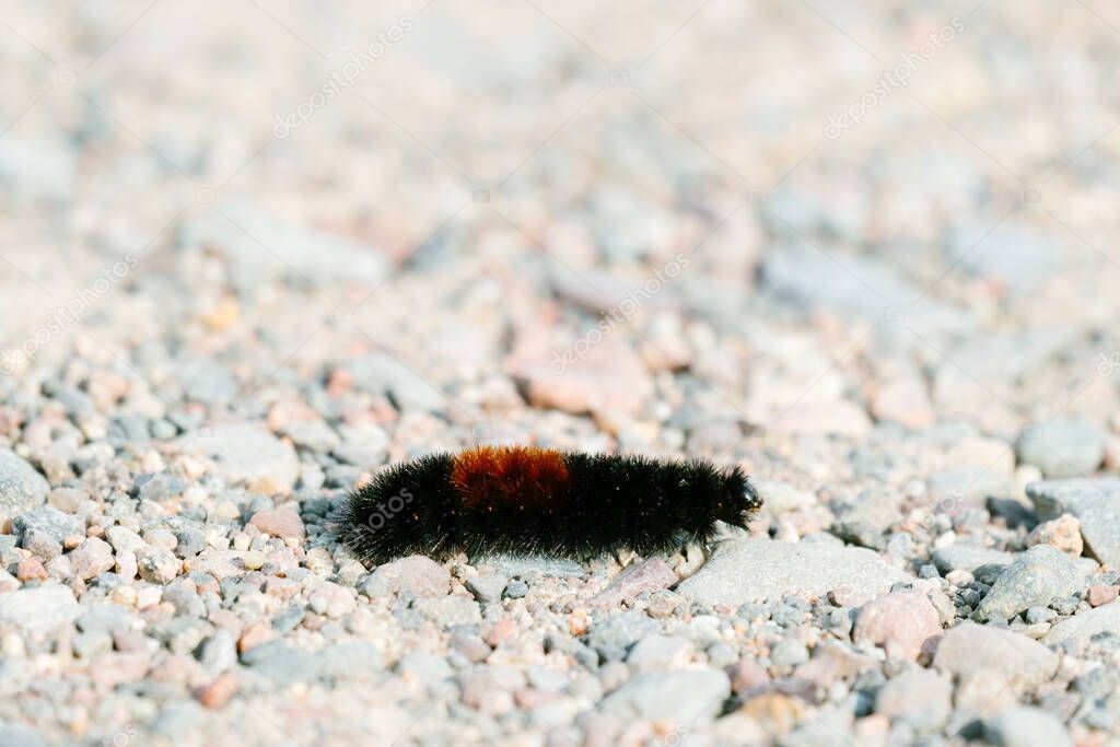 Primer plano de una oruga de oso lanudo en pequeñas rocas 2022