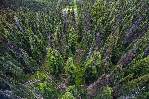 Coniferous Trees Mountain Slope — Stock Photo © Cavan #413882420