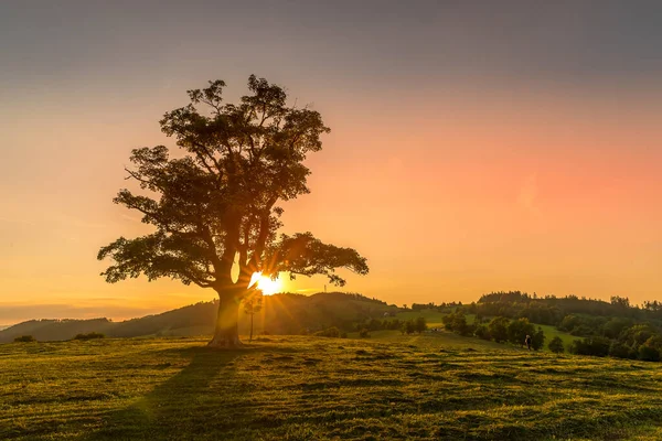 Tree sunrise Stock Photos, Royalty Free Tree sunrise Images | Depositphotos
