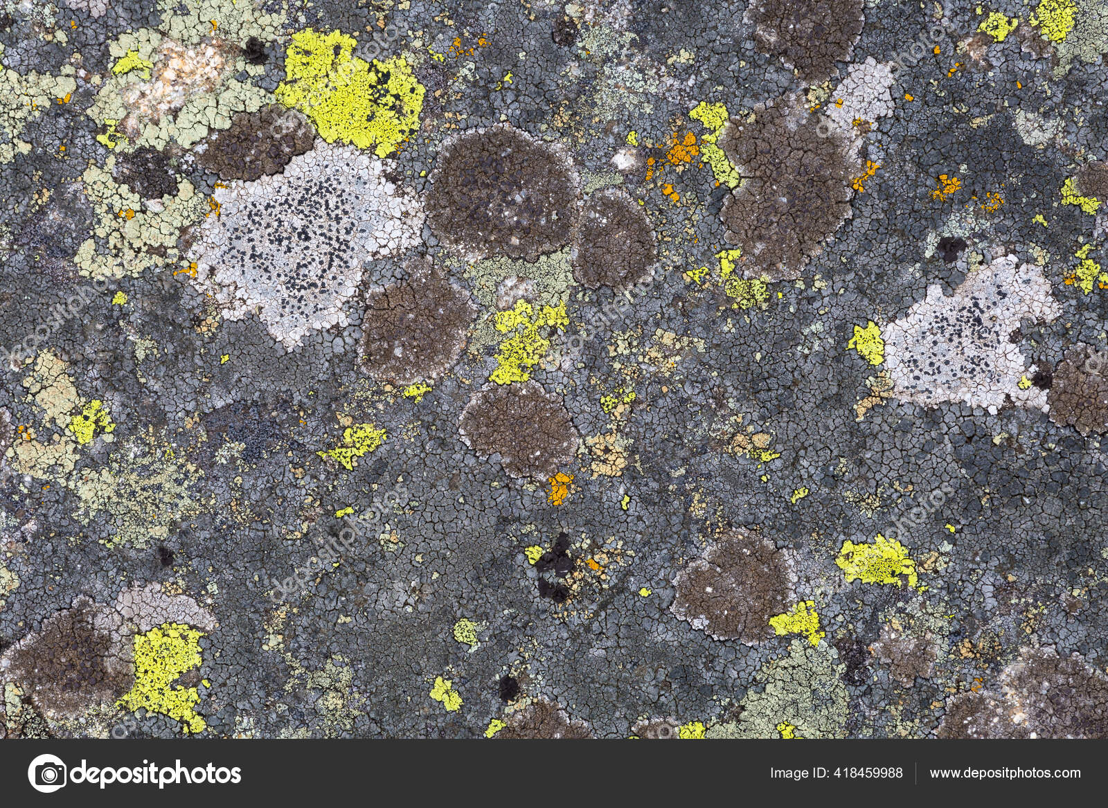 Lichen Patterns Mala Fatra National Park Slovakia — Stock Photo © Cavan ...