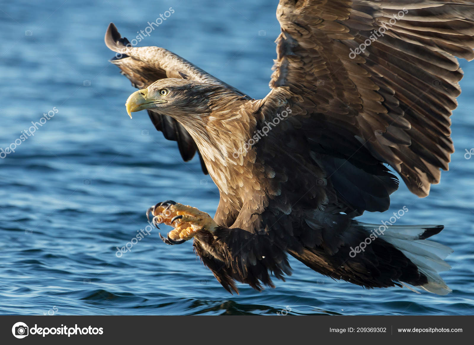 Golden Eagle Hunting Fish
