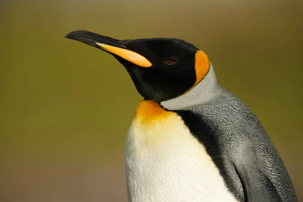 Penguin close up Stock Photos, Royalty Free Penguin close up Images ...