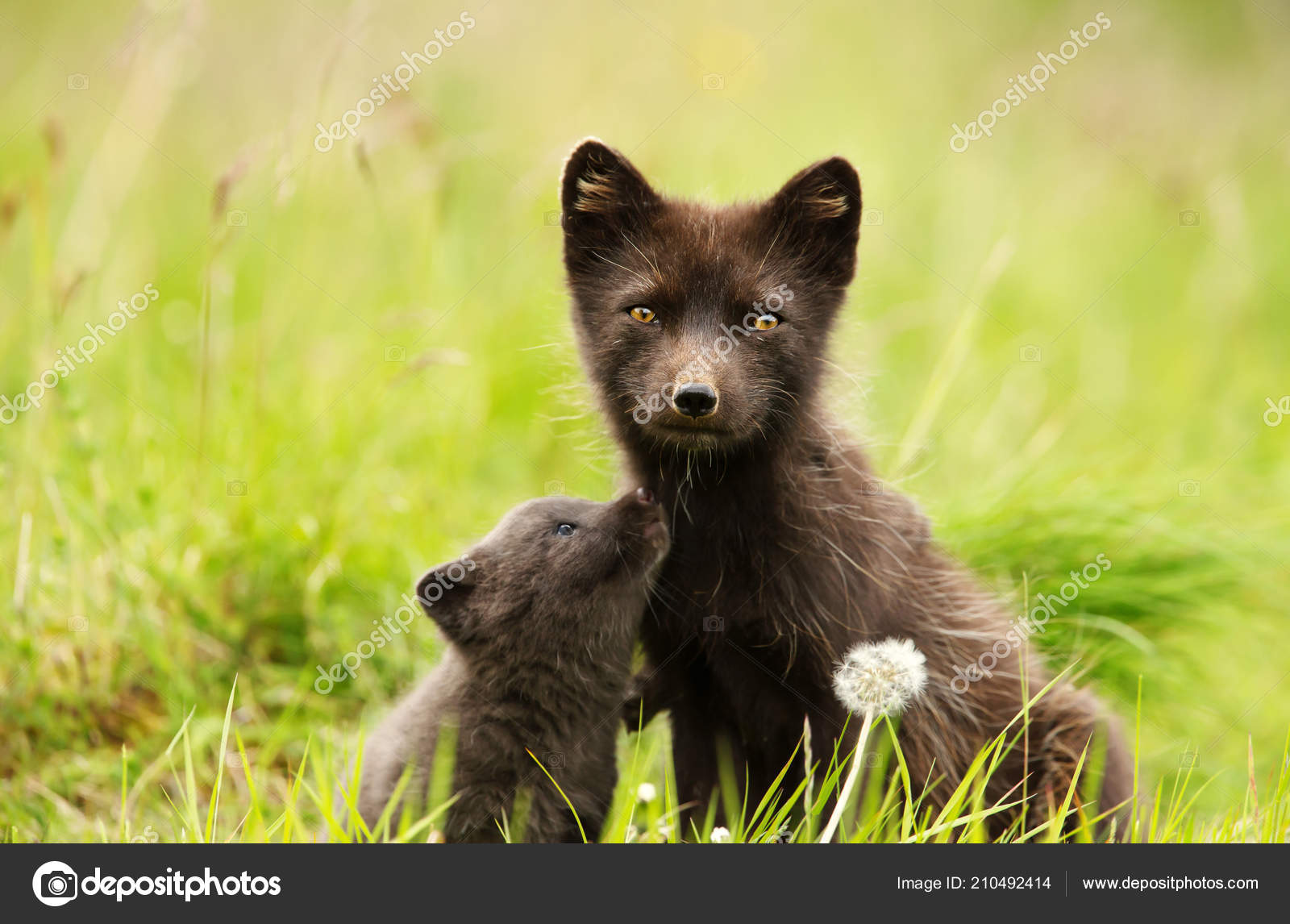 Black Baby Fox Cubs