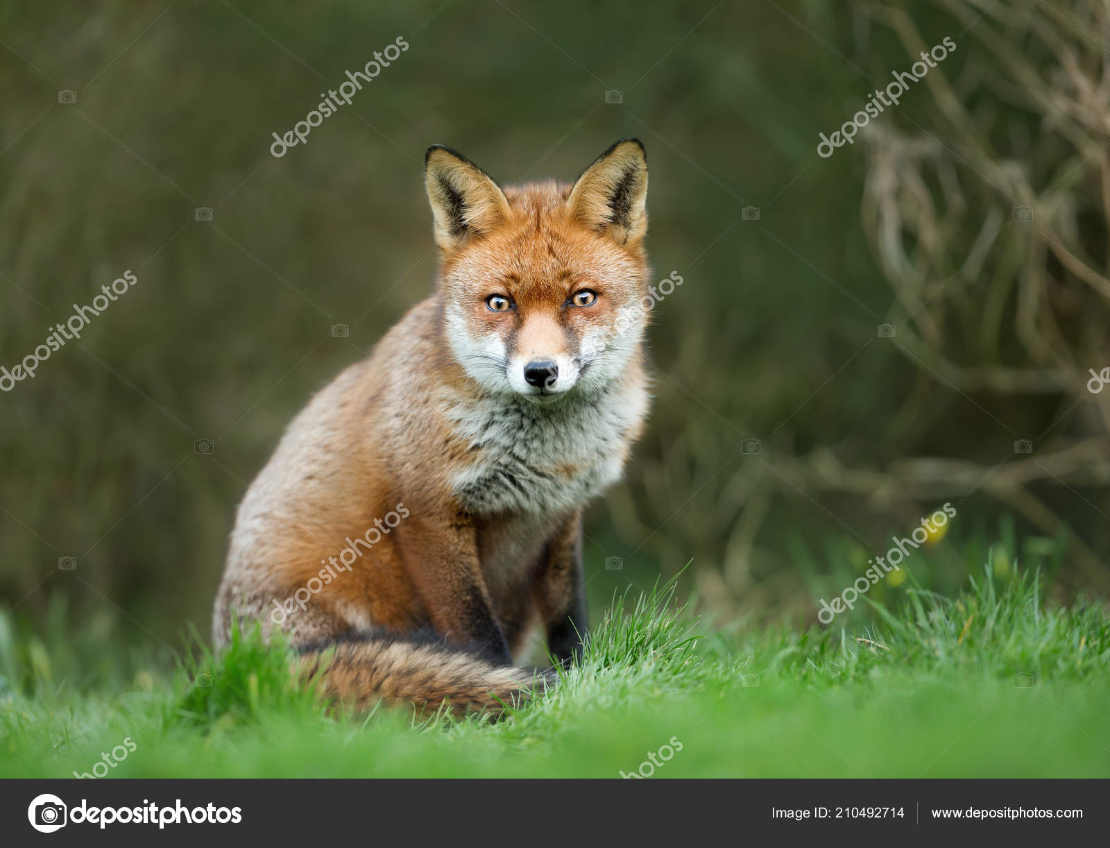 Fox Sitting Up