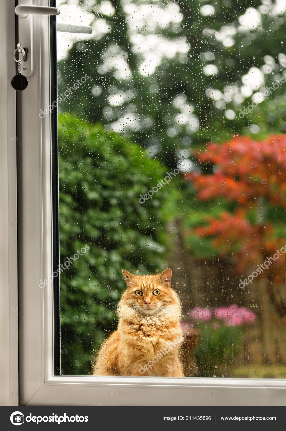 Rainy Day Window Cat