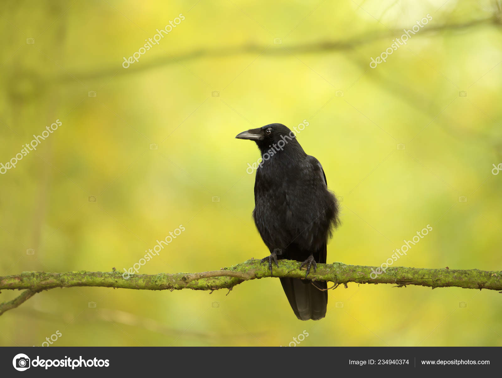 Close Carrion Crow Perching Tree Branch Colourful Background — Stock ...