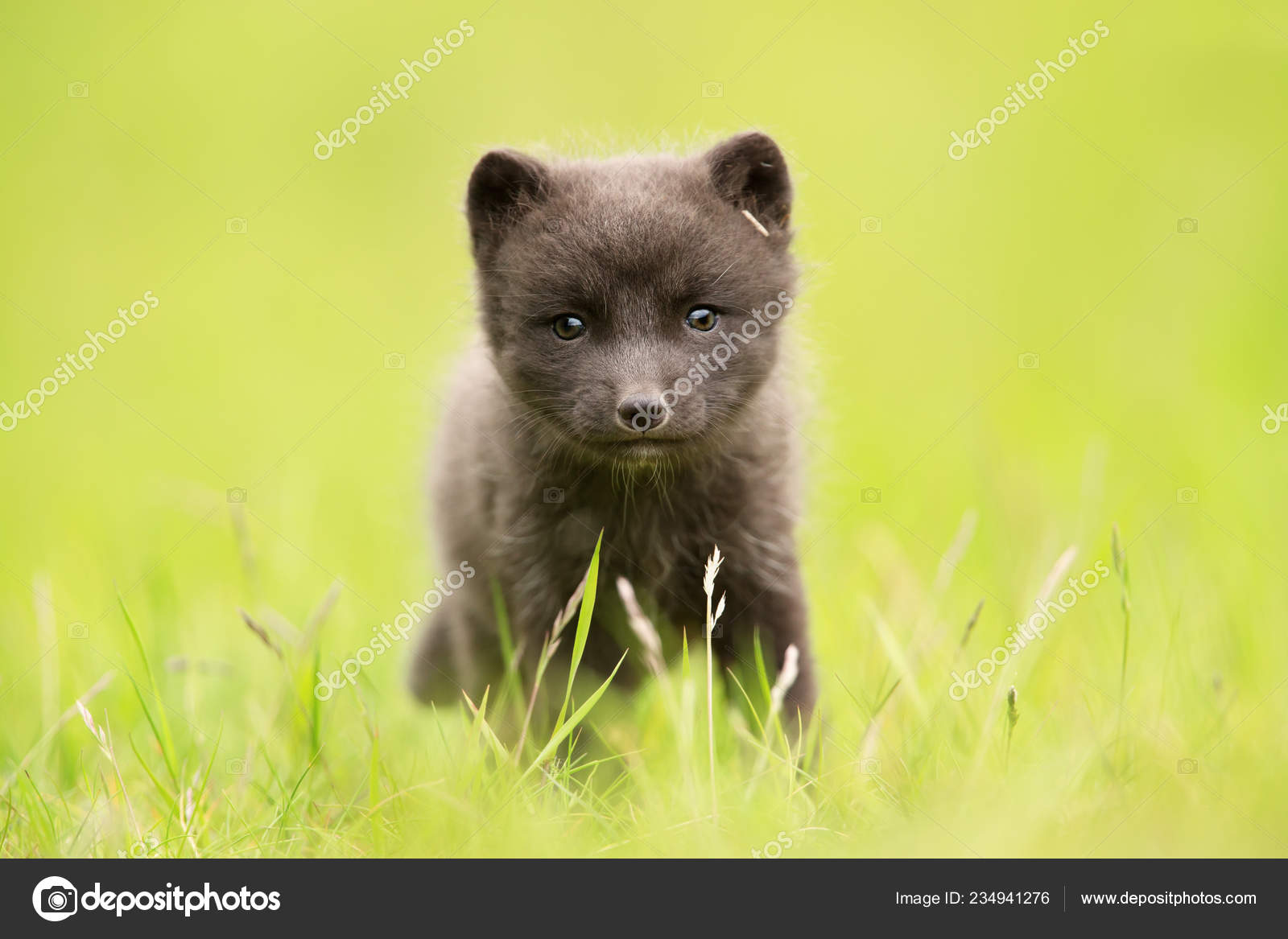 Arctic Fox Pups In Summer