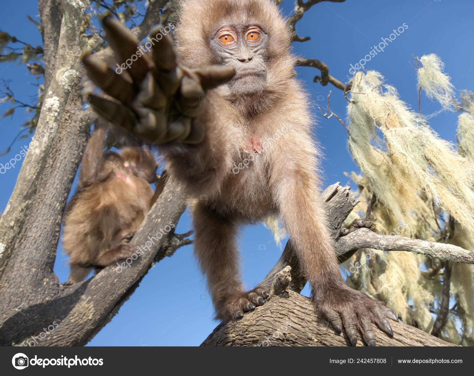 Close Curious Baby Gelada Monkey Summer Simien Mountains Ethiopia Stock ...
