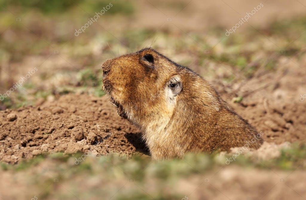 Primer plano de una rata topo africana de cabeza grande, también ...