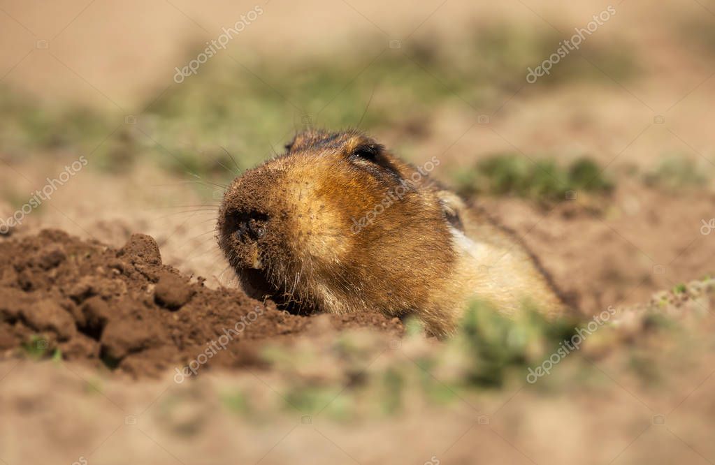 Primer plano de una rata topo africana de cabeza grande, también ...