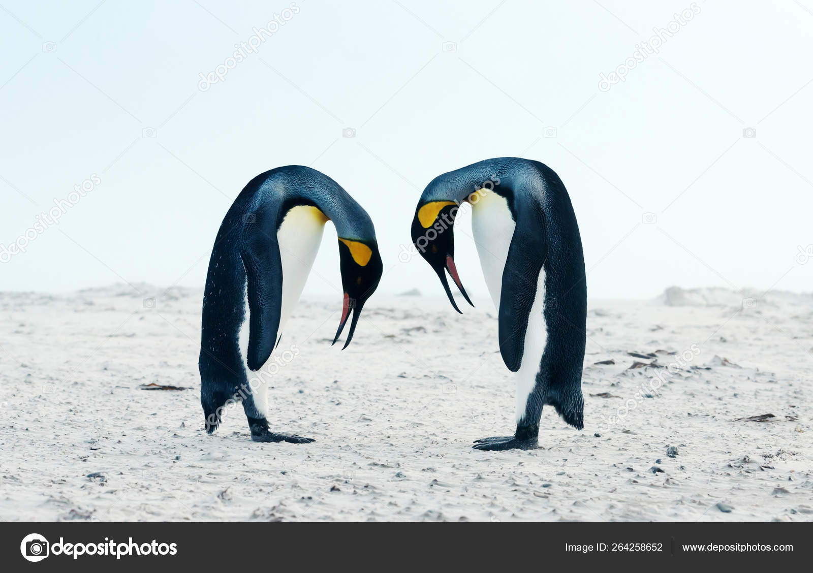 Emperor Penguin Mating