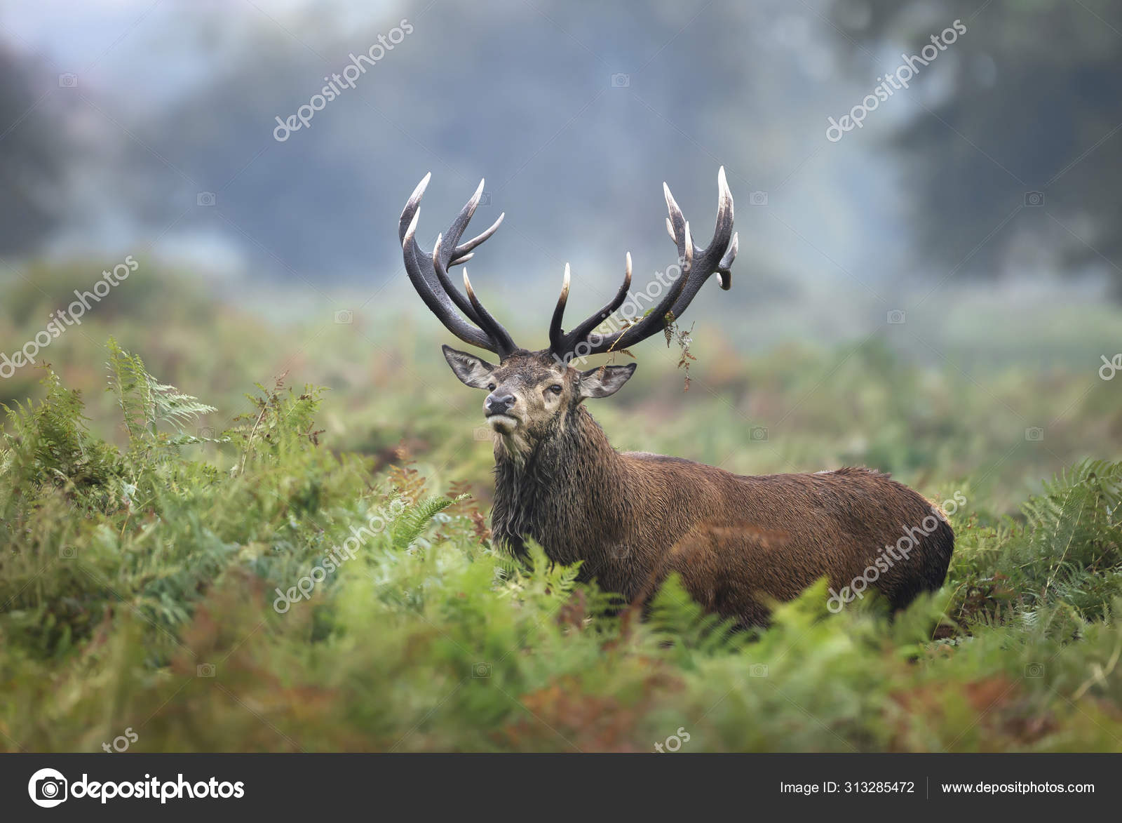 Red Stag Deer Wallpaper