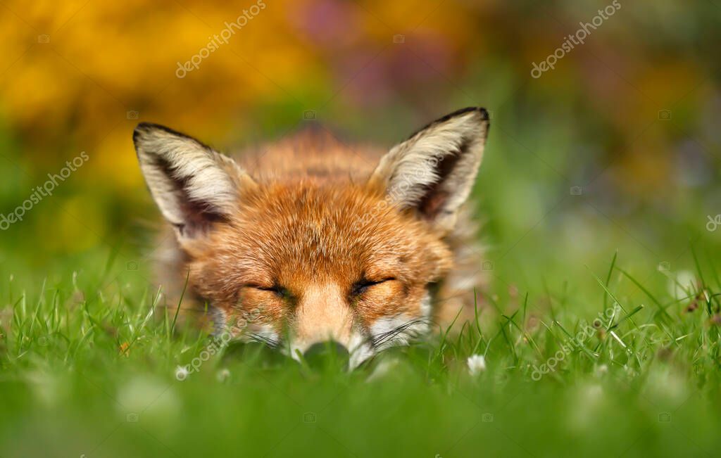 Primer plano de un zorro rojo (Vulpes vulpes) durmiendo en la hierba en un jardín durante el día ...
