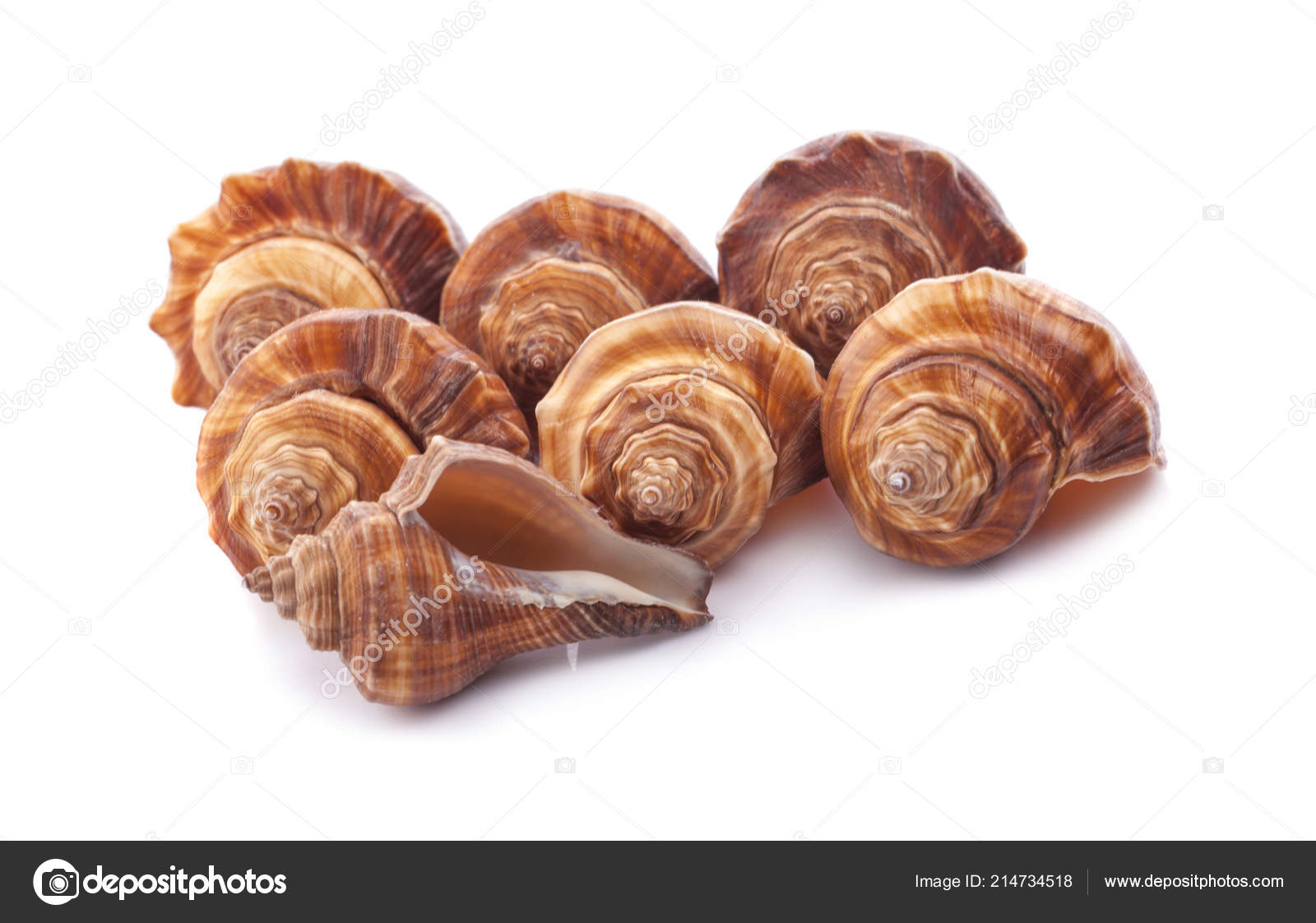 Seashell Isolated White Background Stock Photo by ©ungpaoman 214734518