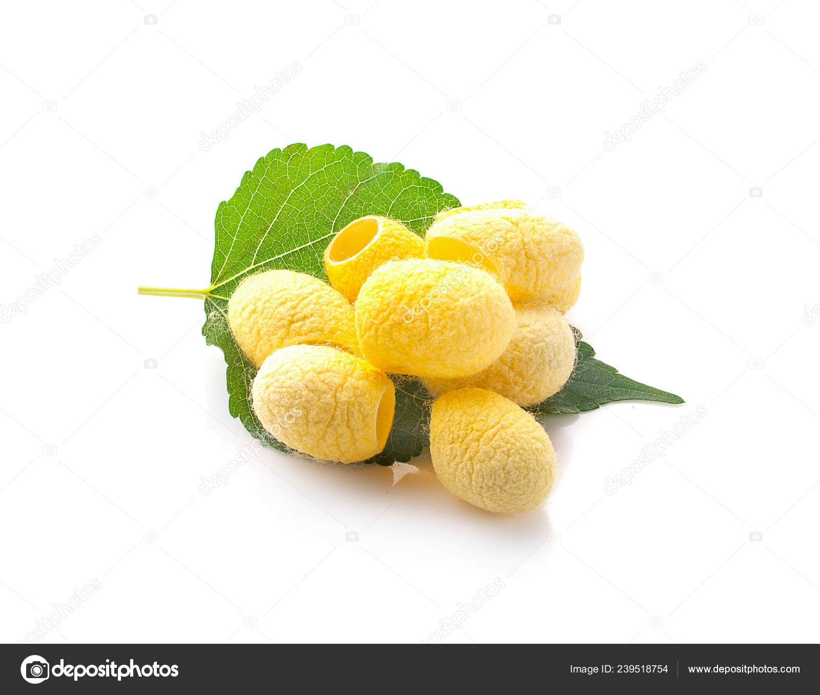 Yellow Thai Silkworm Cocoons Pile Isolated White Background — Stock ...