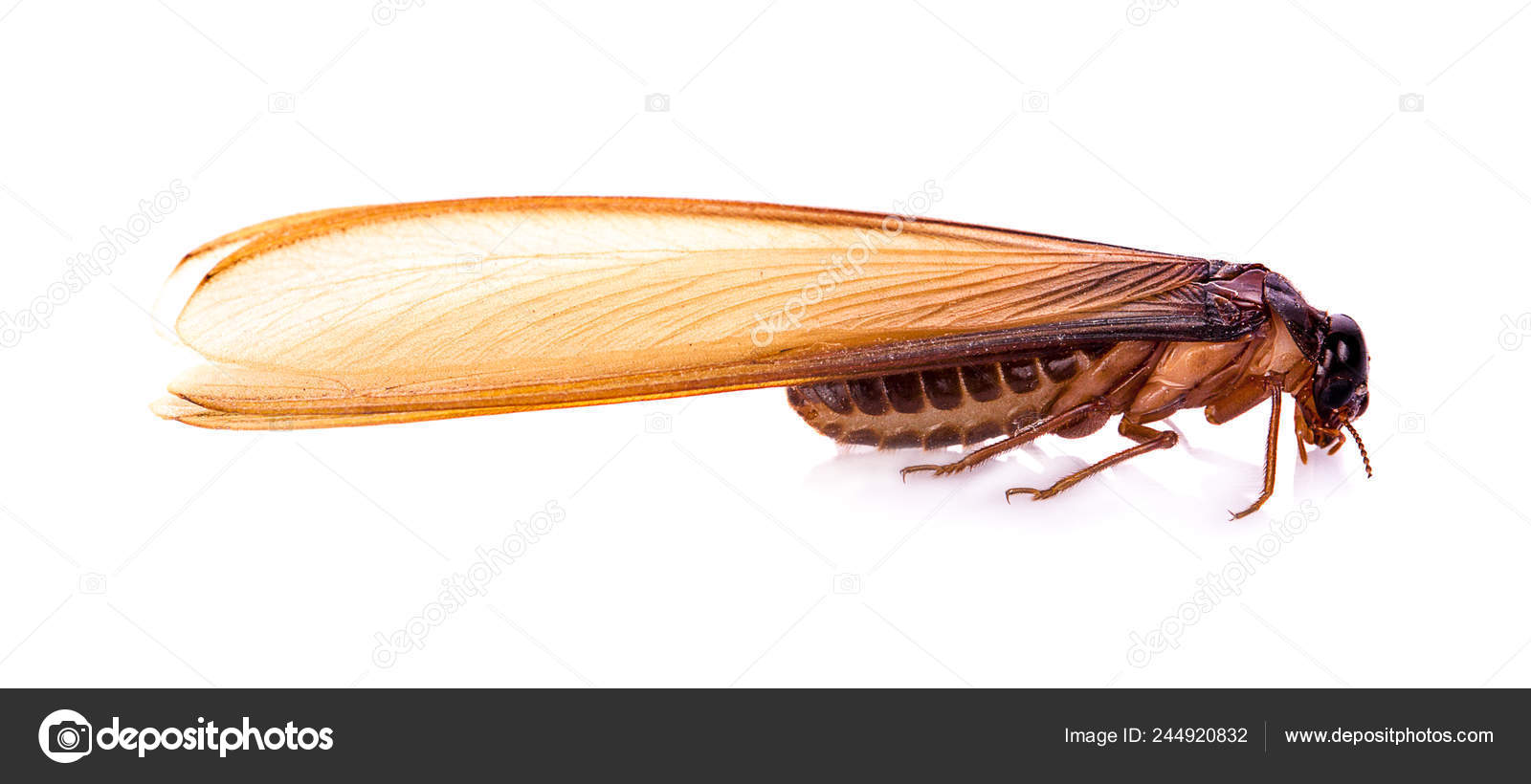 Flying Queen Termite