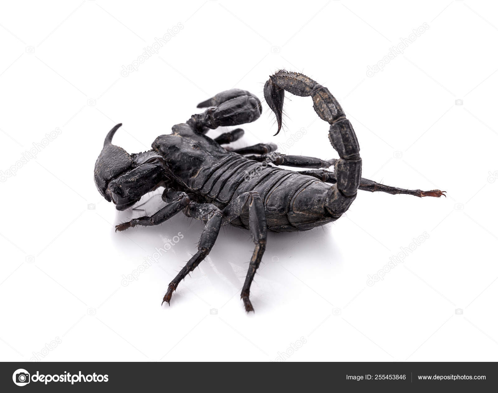 Scorpion on white background — Stock Photo © ungpaoman #255453846