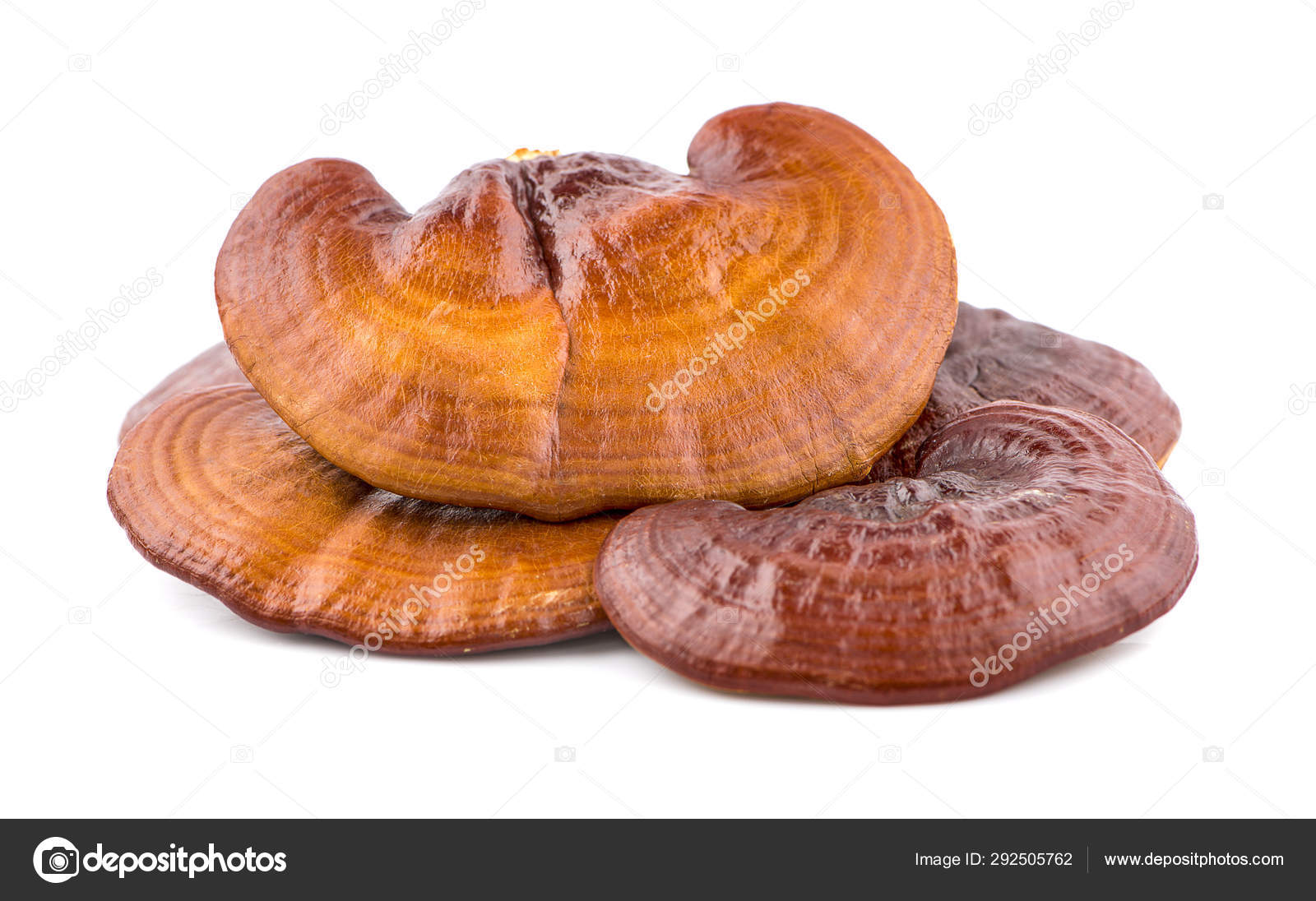 Dried Ganoderma Lucidum Mushroom isolated on white background.Li Stock ...