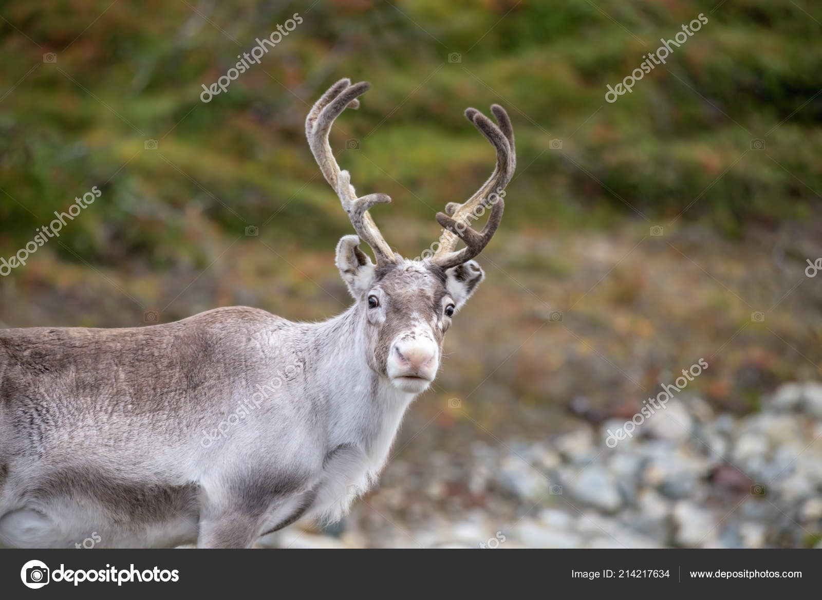 Young Caribou Antlers