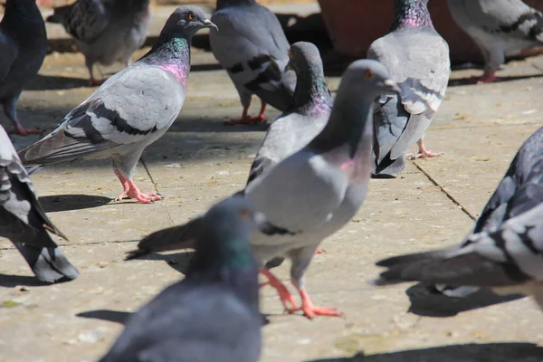 Taubenhaltung Stock Photos, Royalty Free Taubenhaltung Images ...