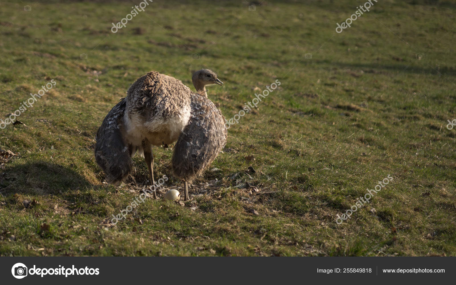 Emu Sitting Egg Nest Emu Nesting Isolated Bird Nesting — Stock Photo ...