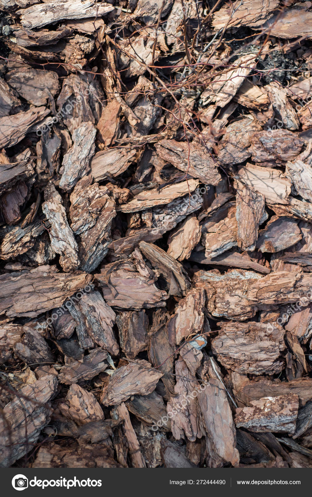 Clean, fresh, pine bark mulch beautifully illuminated by the sun. Stock ...