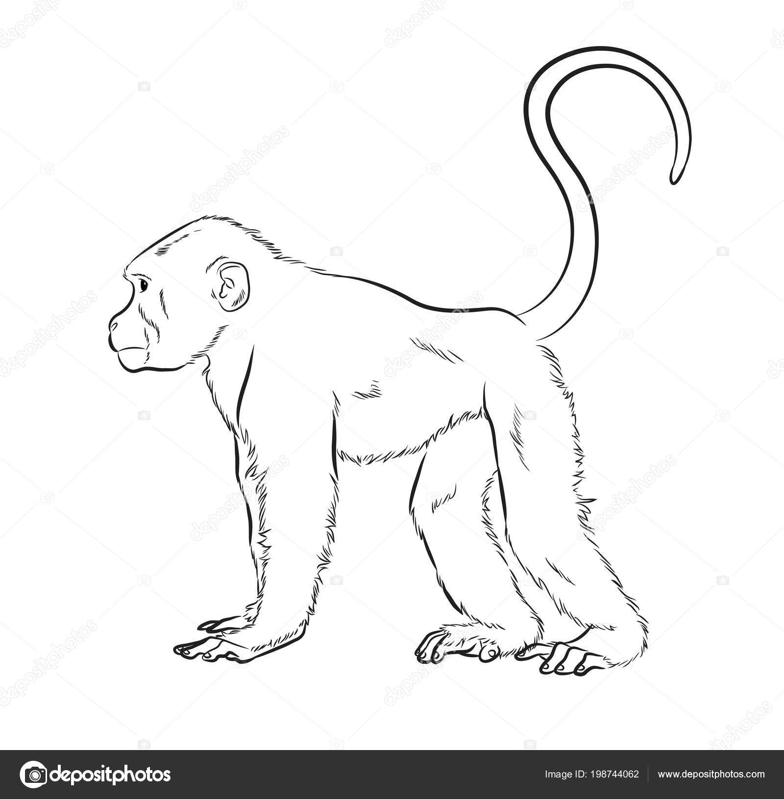Mono Sketching Vector Ilustración Vector de stock #198744062 de ...