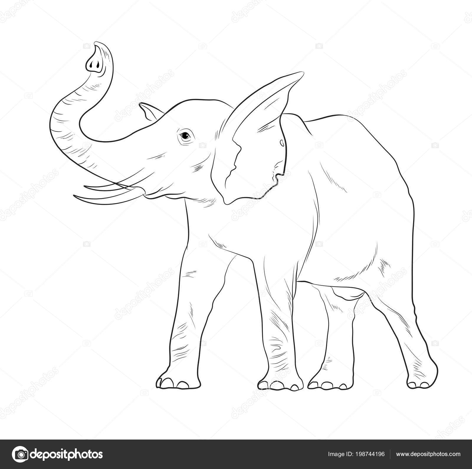Slon kreslení vektorové ilustrace Stock Vektor od ©CreativeBucket 198744196