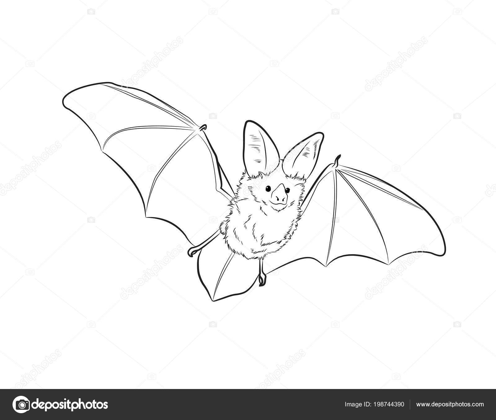 Flying Bat Sketching Vector Stock Vector Image by ©CreativeBucket ...